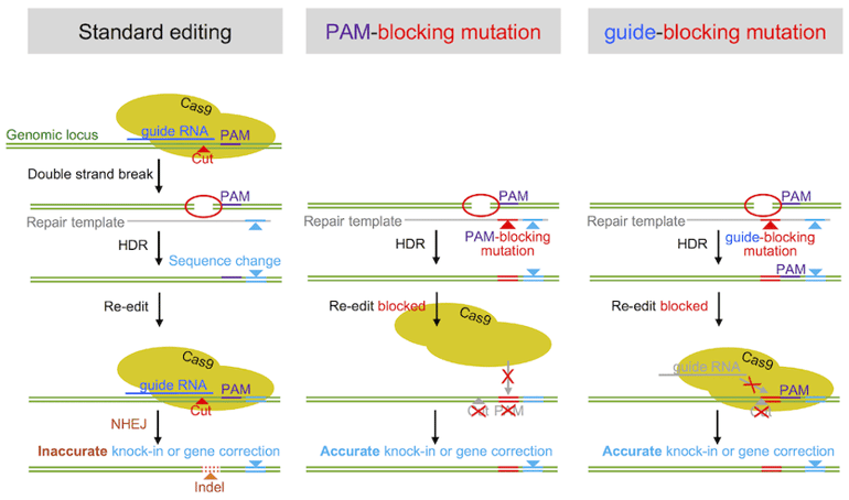 CRISPR 101: Making a Knock-In Cell Line
